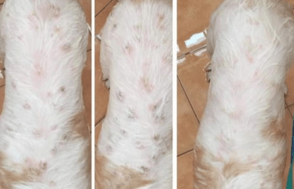 Photo gallery – Medical Grooming Centre