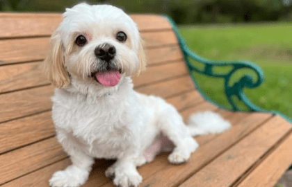 Photo gallery – Medical Grooming Centre