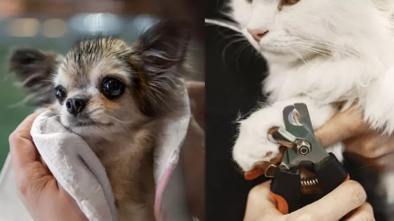 What is medical grooming? – Medical Grooming Centre