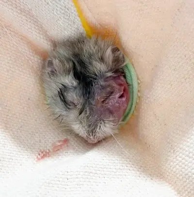 Hamsters: skin abscess – Medical Grooming Centre