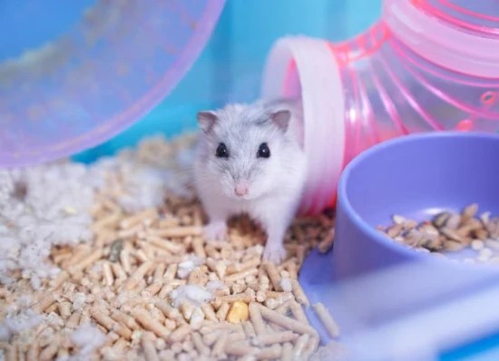 Hamsters: skin abscess – Medical Grooming Centre
