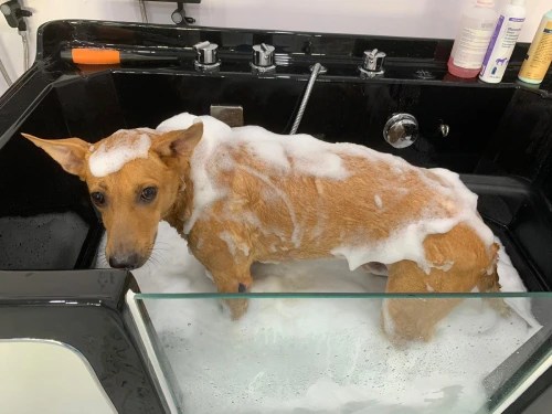 Blog – Medical Grooming Centre