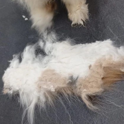 Photo gallery – Medical Grooming Centre
