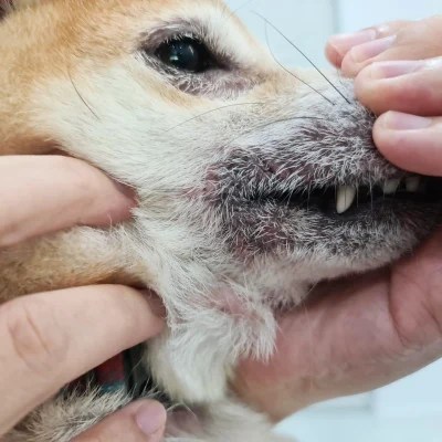 Photo gallery – Medical Grooming Centre